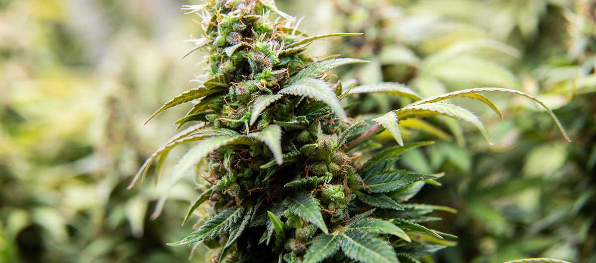 Key Parts of The Cannabis Plant You Need To Know Before Getting High