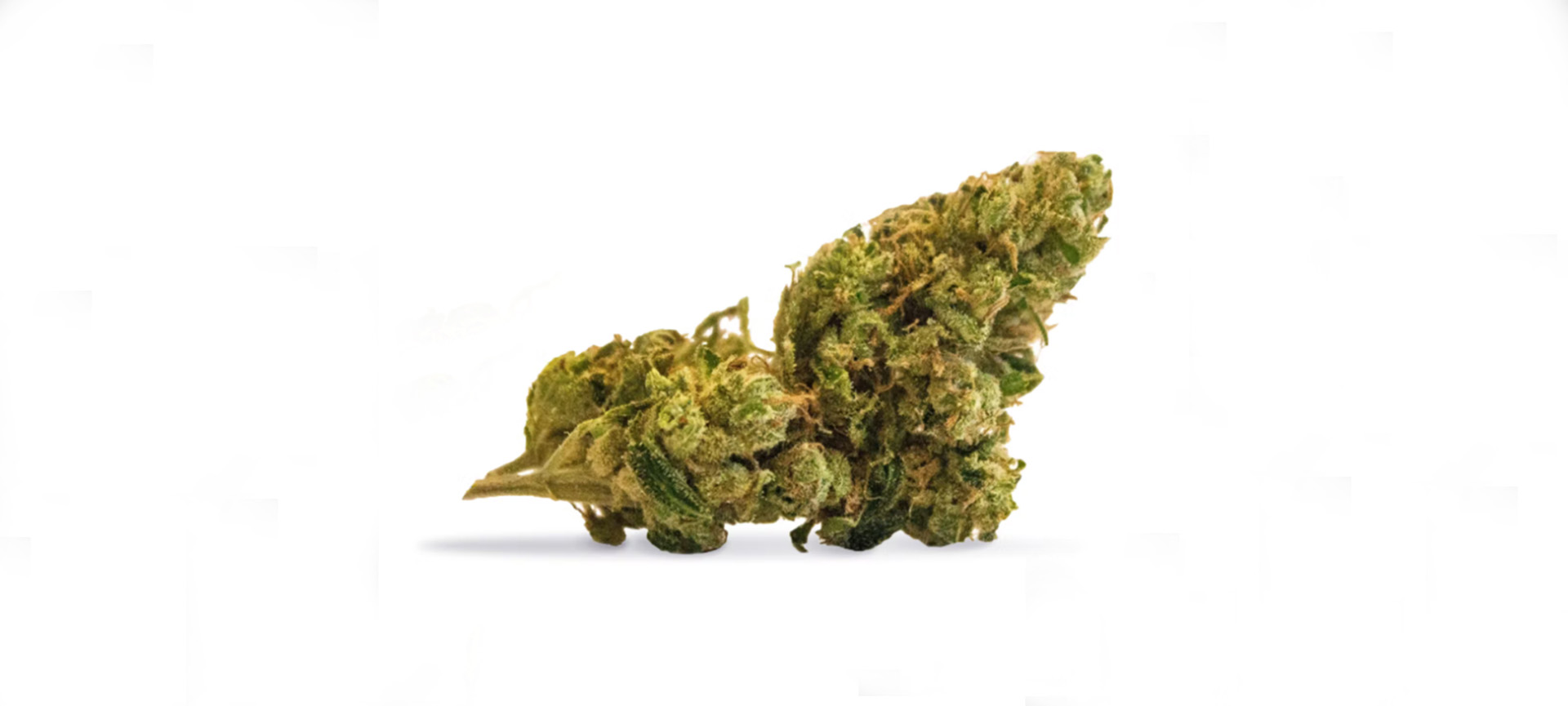 BC God Bud Strain Review Genetics Taste Appearance Effects